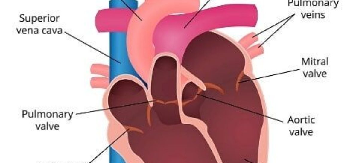 What Happens If The Valves Of The Heart Do Not Function Properly What Happens If The Valves Of The Heart Do Not Function Properly