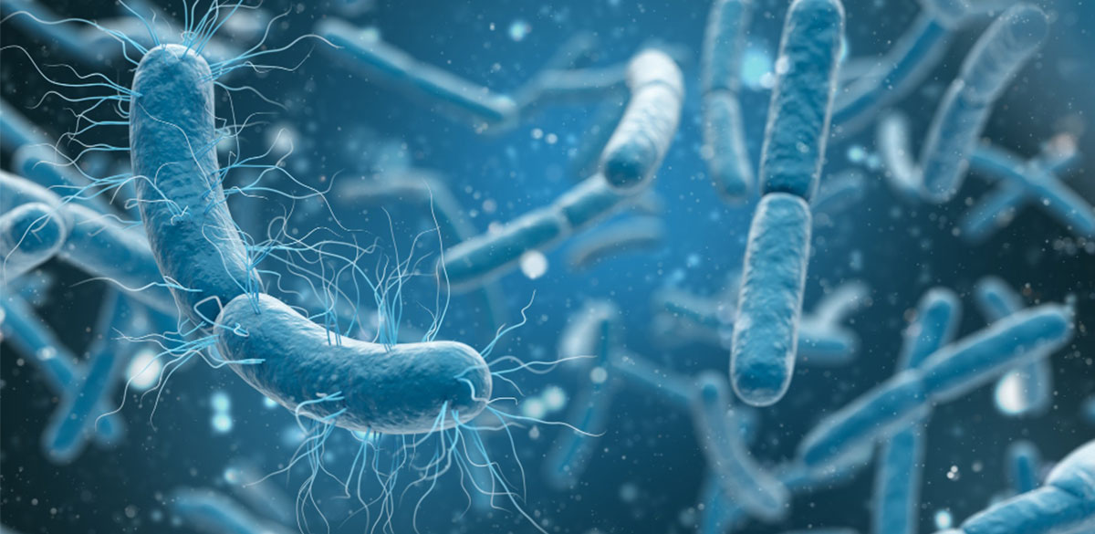 What Happens To Your Body When You Get E Coli Kauvery Hospital What Happens To Your Body When You Get E Coli Kauvery Hospital